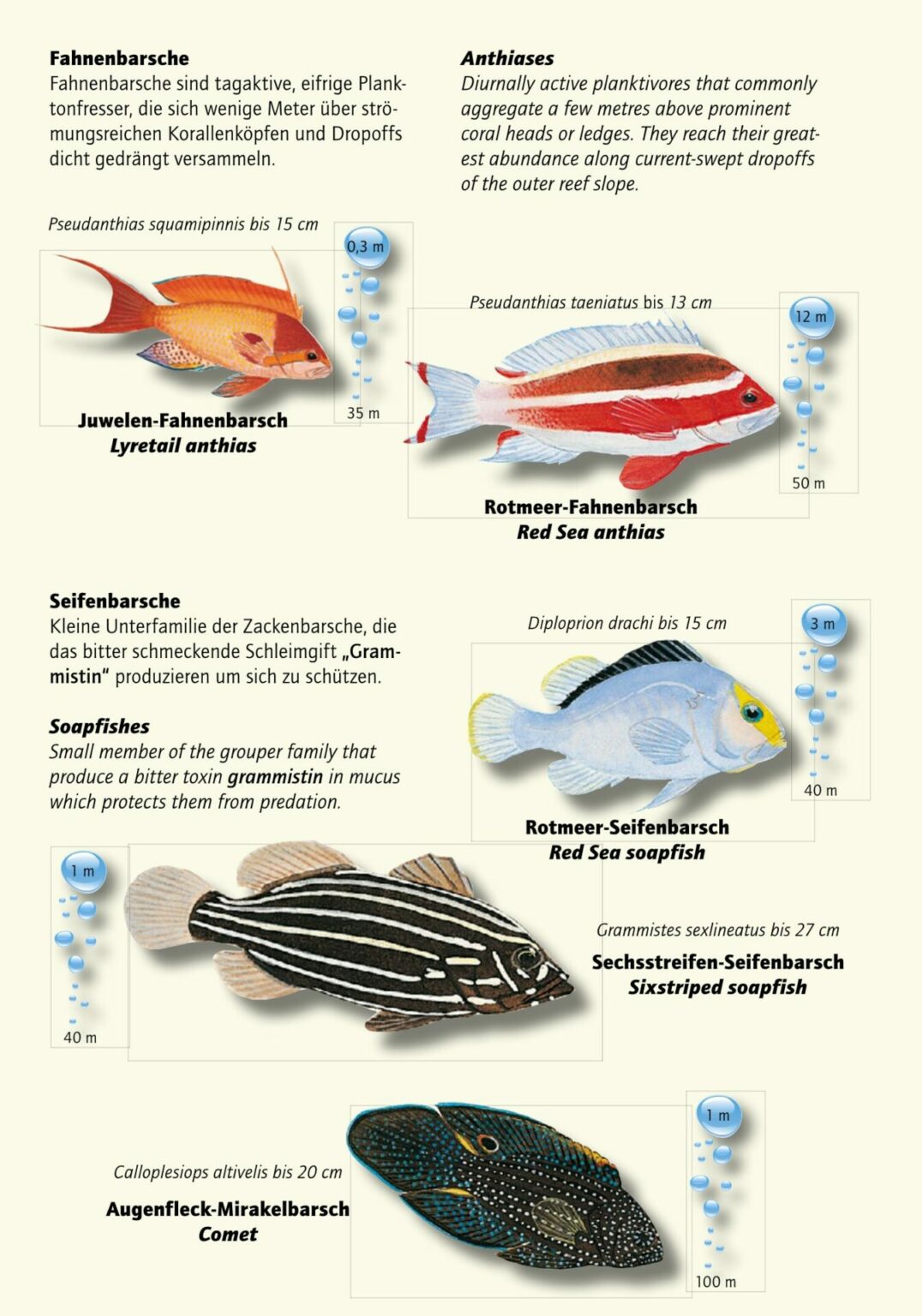 Fische Im Roten Meer Ubersicht