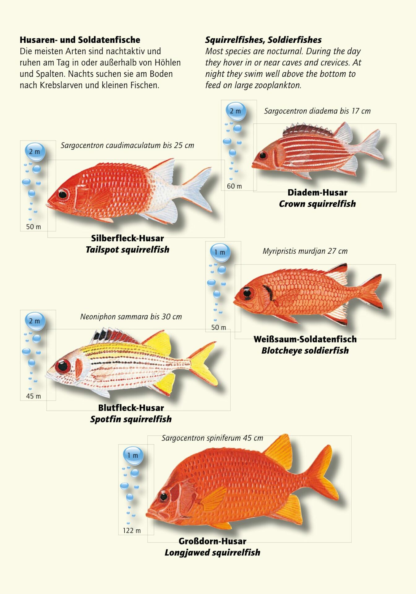 Fische Im Roten Meer Ubersicht