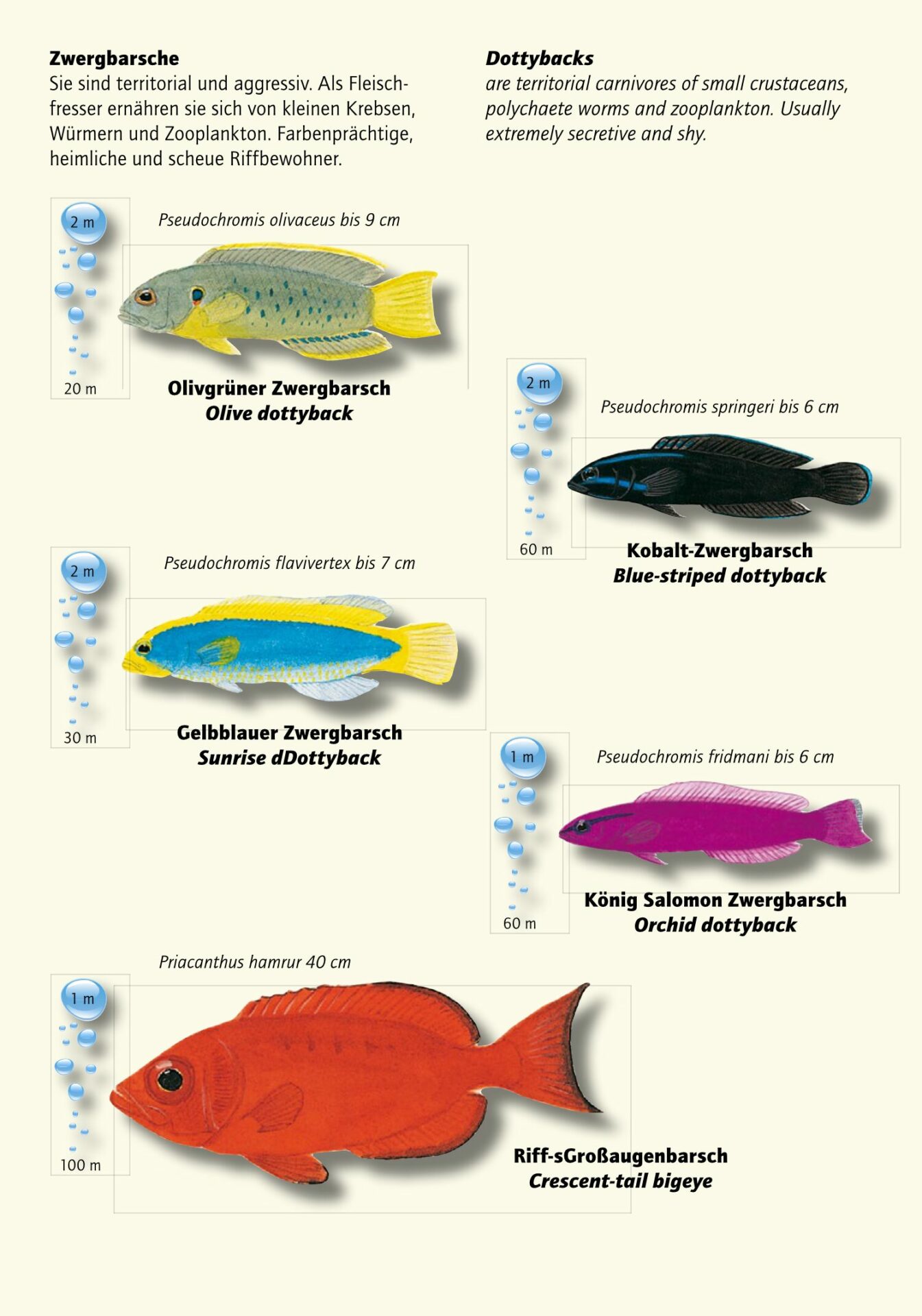 Fische Im Roten Meer Ubersicht